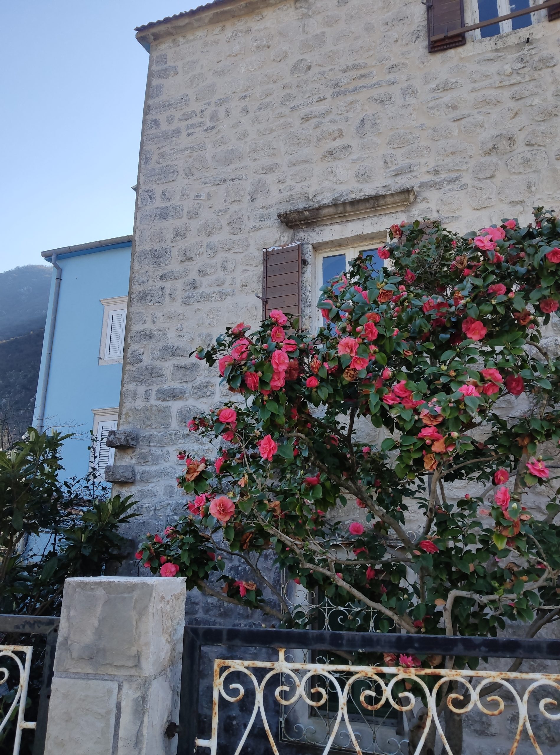 FOTO-ZUM: Kamelija, najljepša razglednica iz Boke - Montenegro magazin